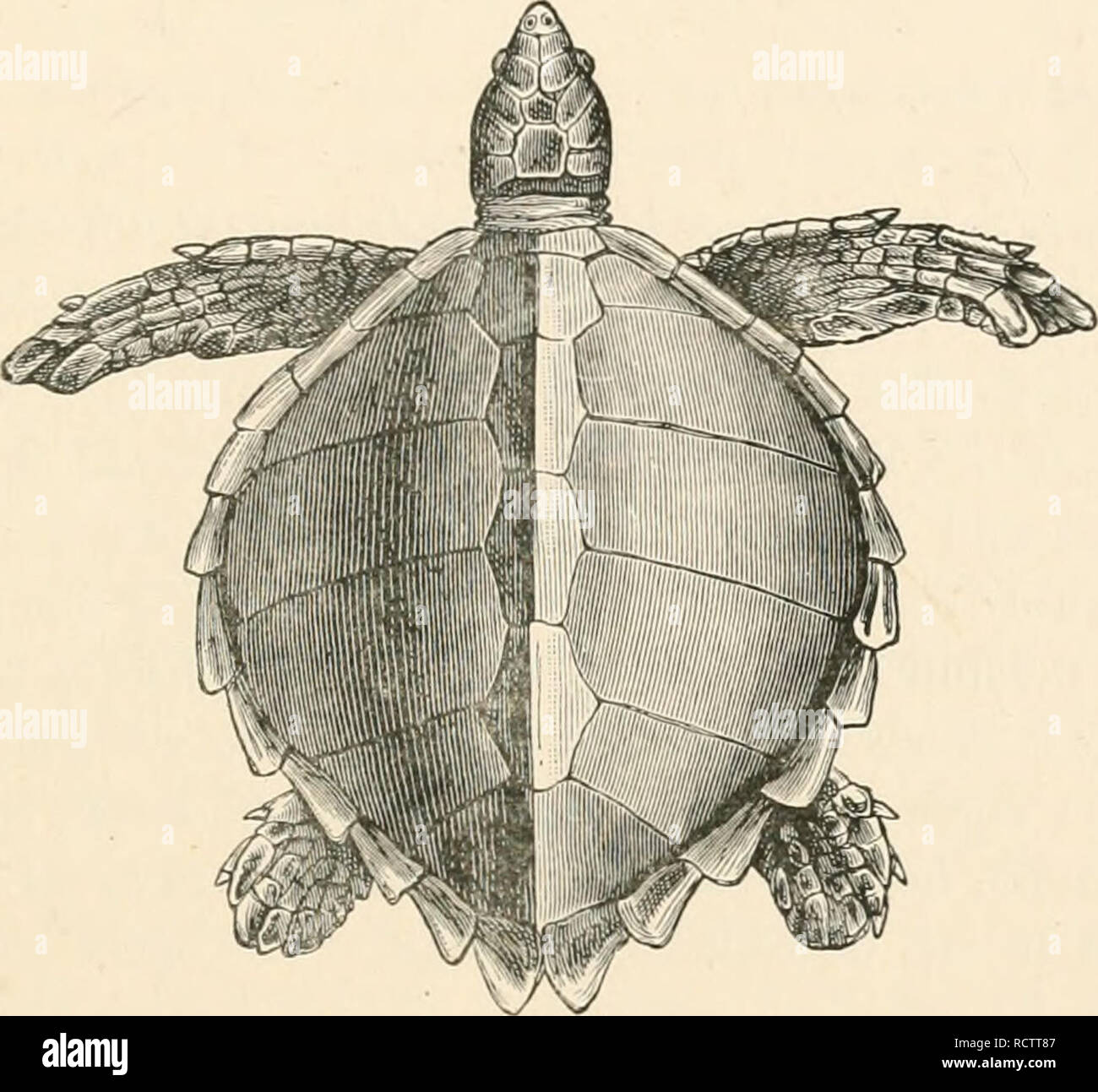 Facts about turtles hi-res stock photography and images - Alamy