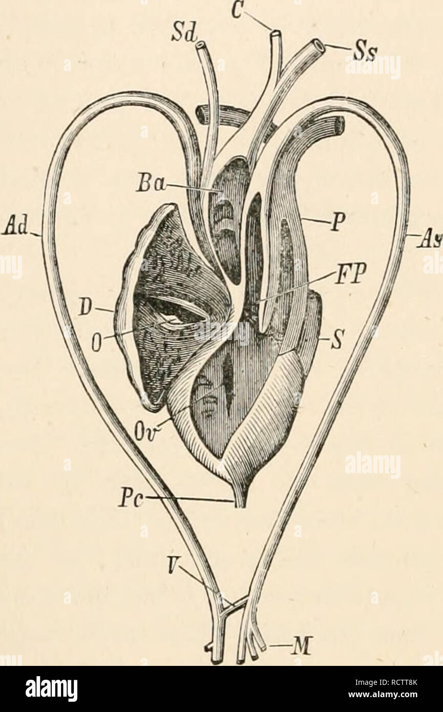 Snakes circulatory organs hi-res stock photography and images - Alamy