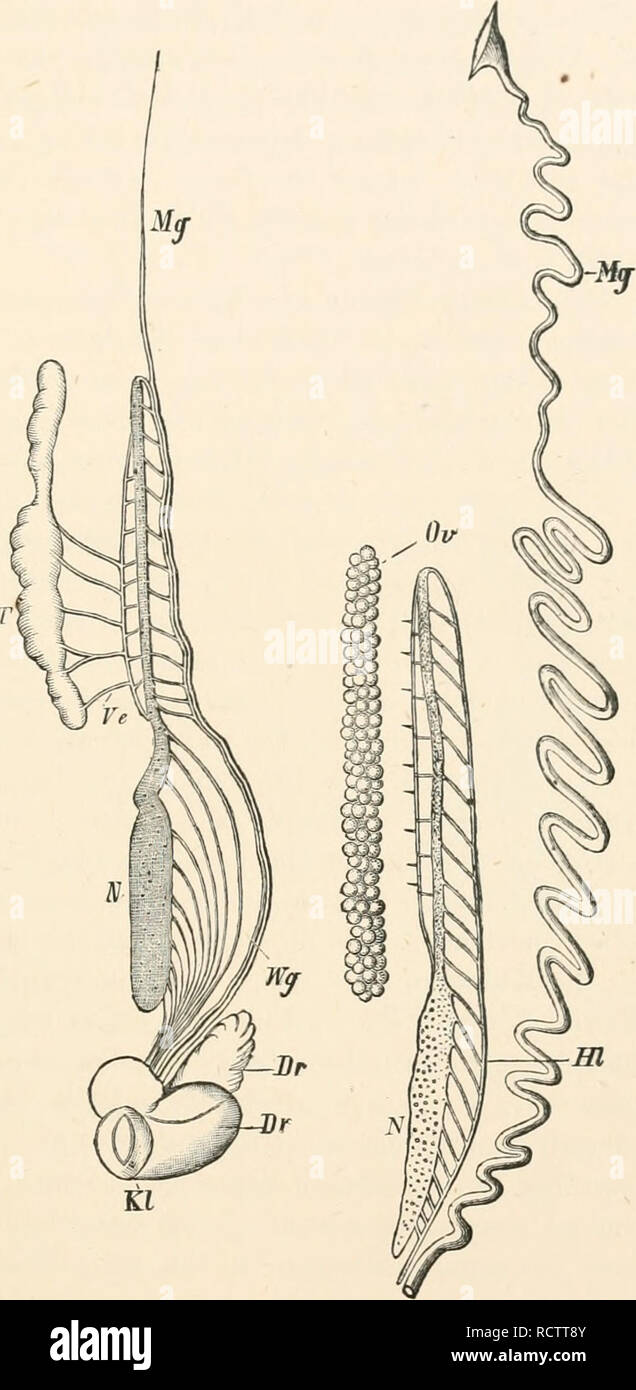 . Elementary text-book of zoology. Zoology. ARTERIAL SYSTEM. 183 ing ...