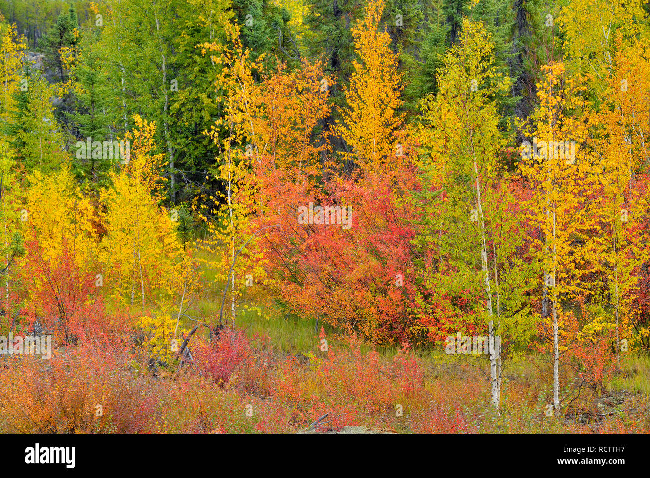 Aspen forest and fall colours hi-res stock photography and images - Alamy
