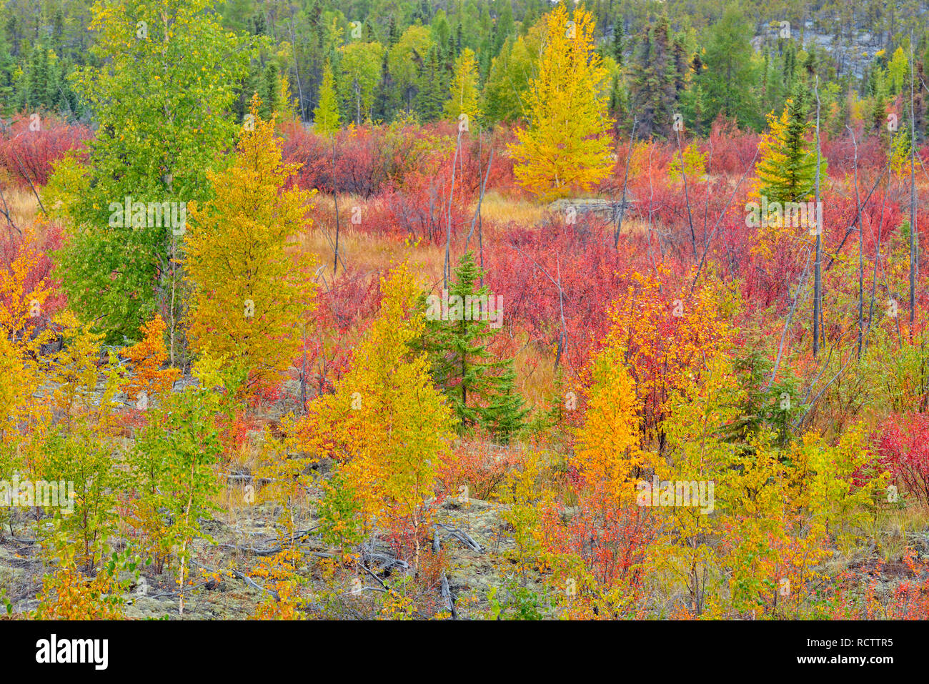 Autumn colour on dwarf birch and aspen, Yellowknife, Northwest ...