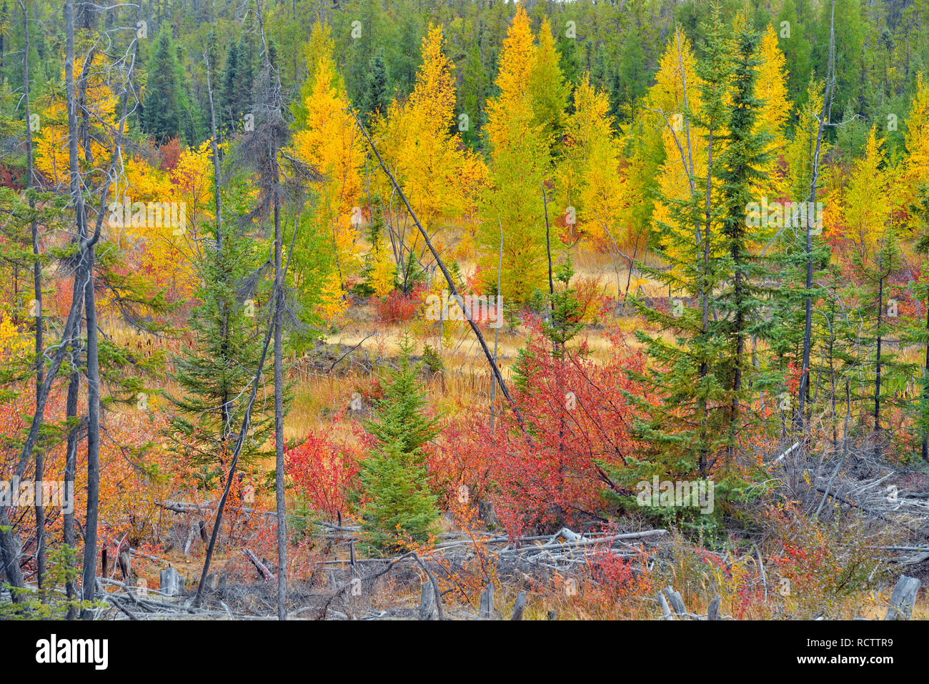 Autumn colour on dwarf birch and aspen, Yellowknife, Northwest ...