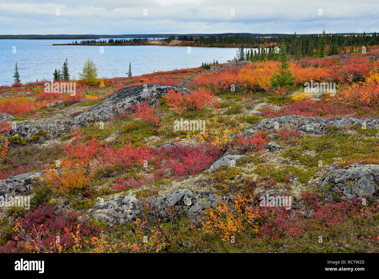 Tundra vegetation nunavut hi-res stock photography and images - Alamy
