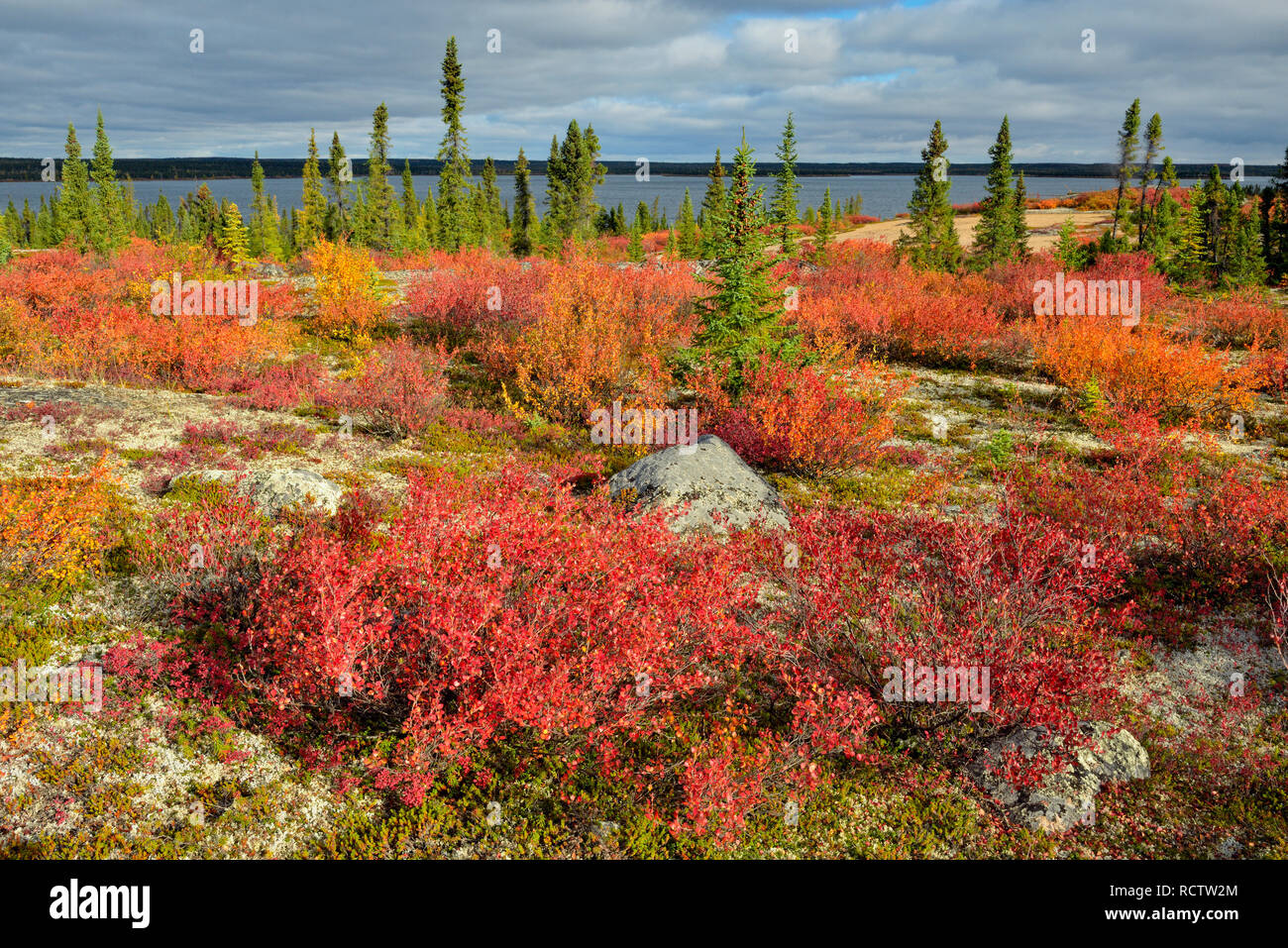 Barrenground autumn vegetation, Arctic Haven Lodge, Ennadai Lake ...