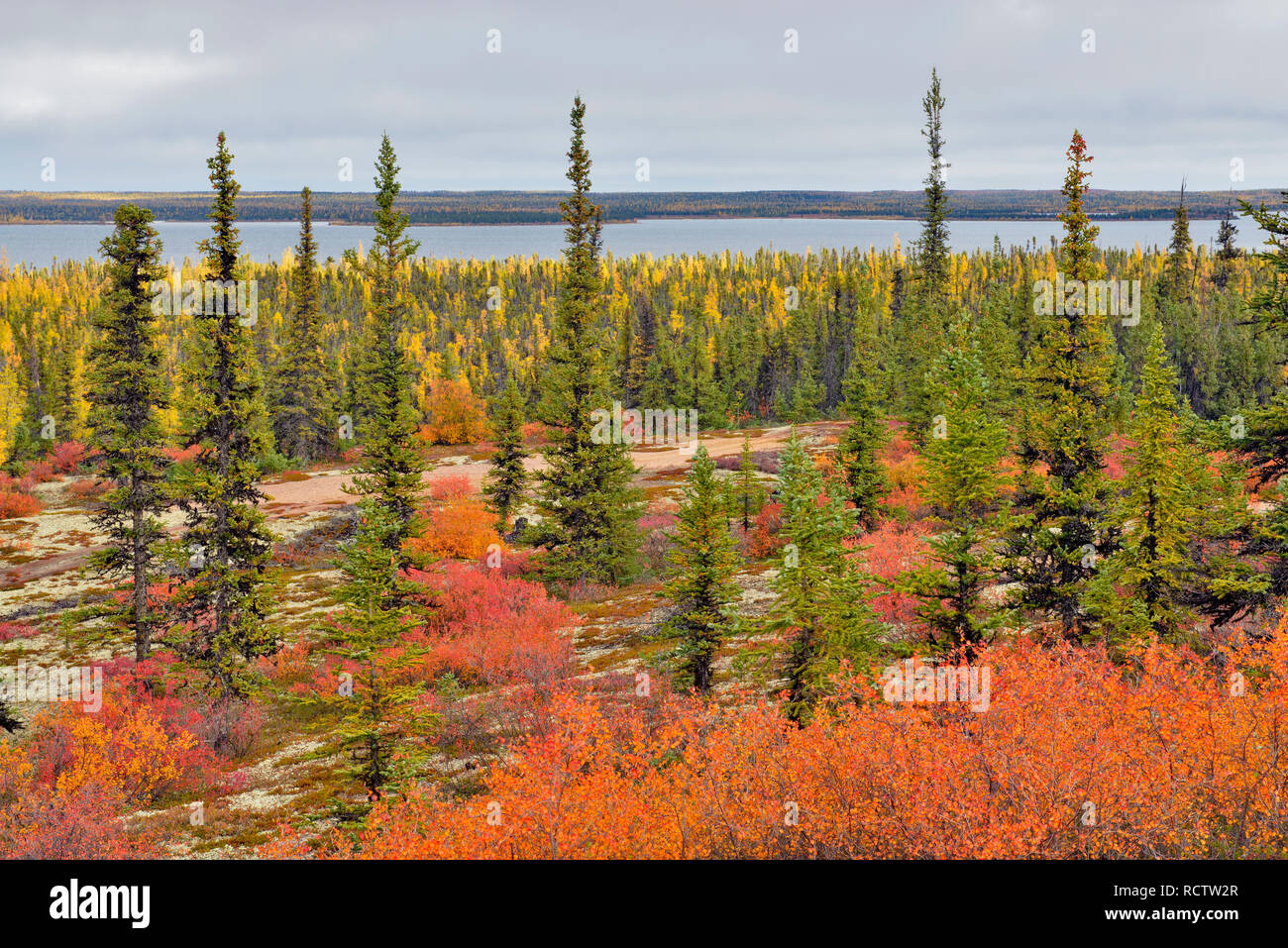 Boreal barren grounds in autumn with dwarf birch, Arctic Haven Lodge ...