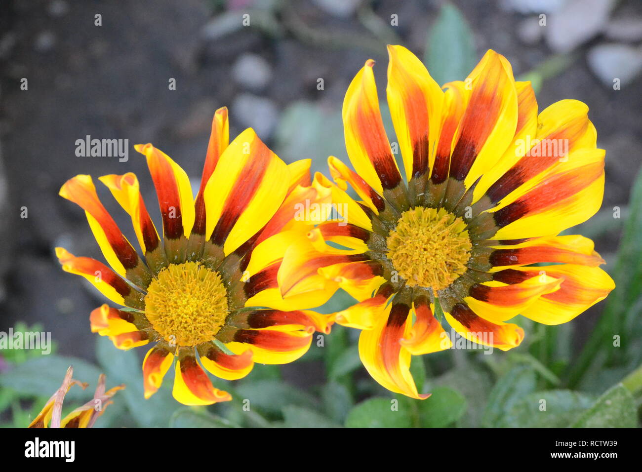 Fire flower hi-res stock photography and images - Alamy