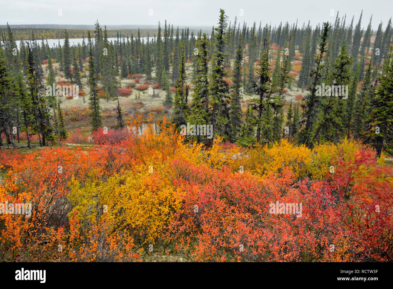 Dwarf birch tundra hi-res stock photography and images - Alamy