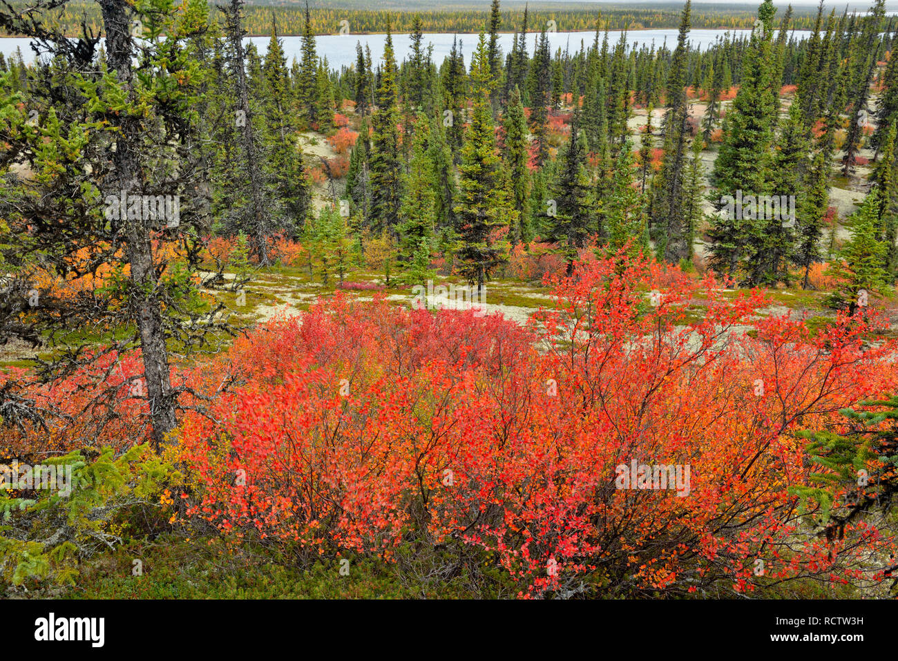 Dwarf Birch Tundra High Resolution Stock Photography and Images - Alamy