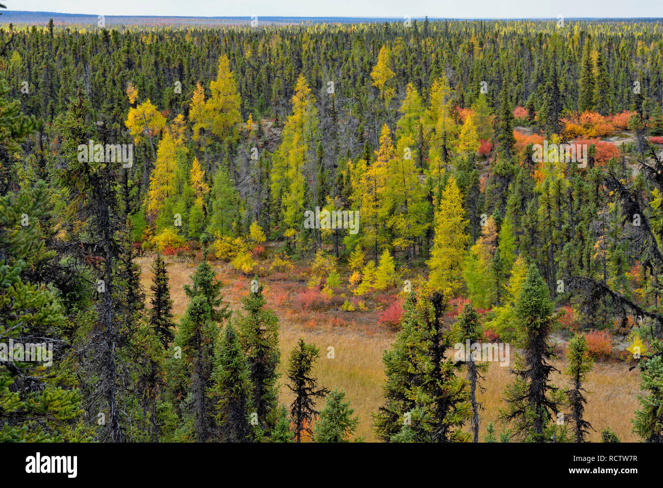 Ennadai Lake shoreline with autumn colour in the taiga, Arctic Haven ...