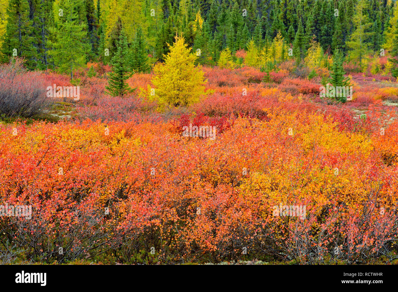 Tundra Vegetation Nunavut High Resolution Stock Photography and Images ...
