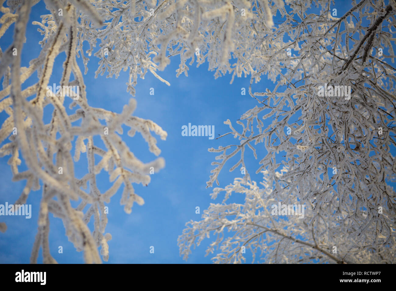 winter landscape, branches of trees in frost Stock Photo - Alamy