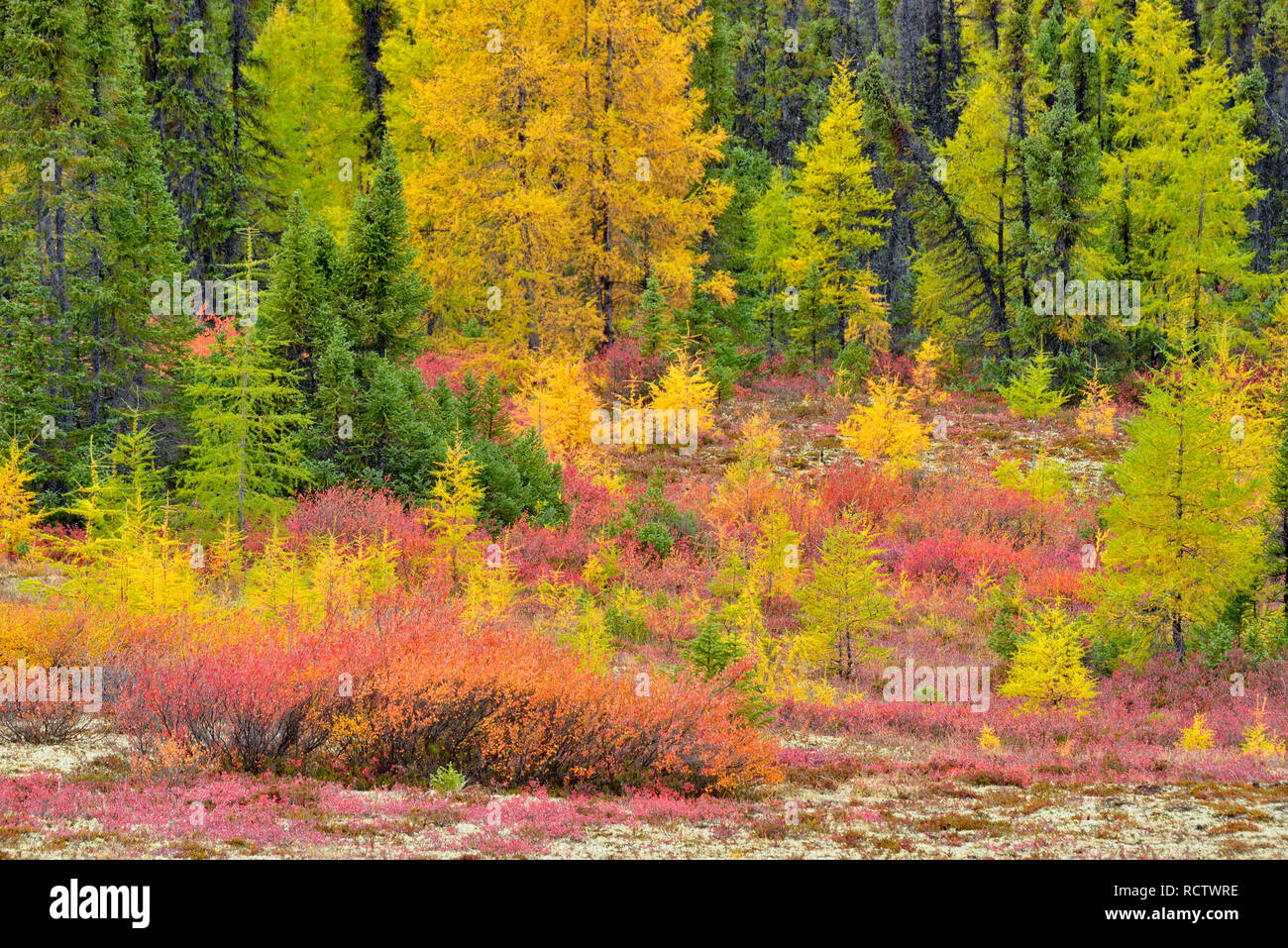 Autumn Barrenground vegetation near Ennadai Lake. Black spruce, larch ...