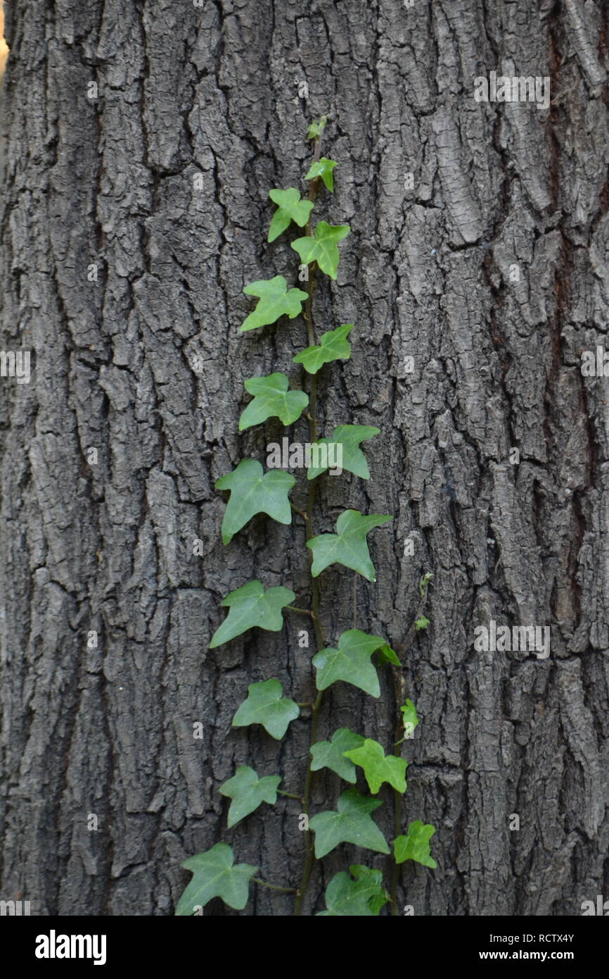 Planta trepadora hi-res stock photography and images - Alamy