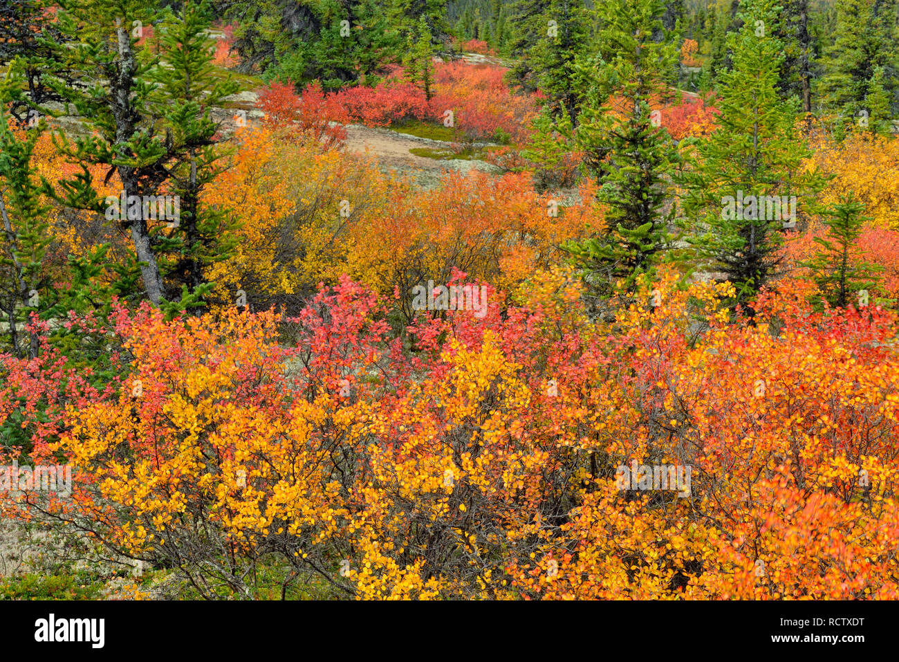 Dwarf Birch Tundra High Resolution Stock Photography and Images - Alamy