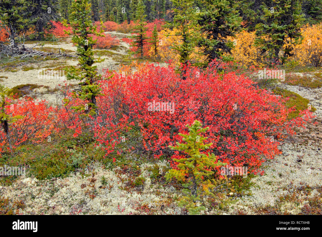 Dwarf Birch Tundra High Resolution Stock Photography and Images - Alamy