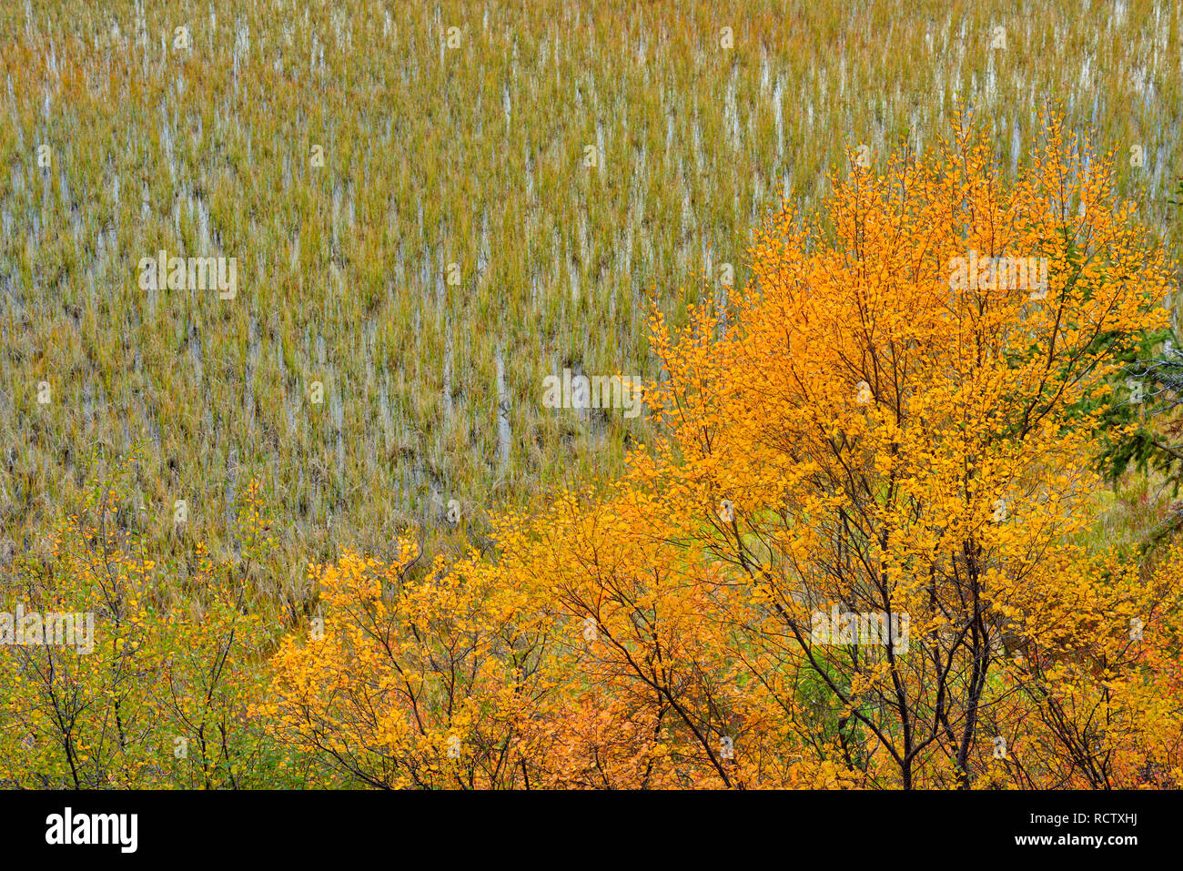 Autumn tree overlooking a marsh, Arctic Haven Lodge, Ennadai Lake ...
