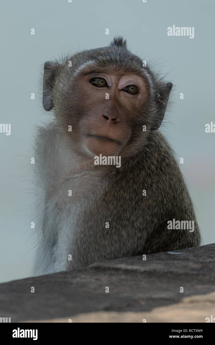 Long-tailed macaque behind stone wall turning head Stock Photo - Alamy