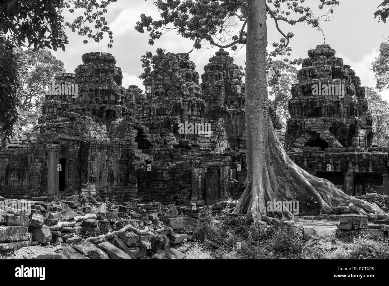 Mono tree among ruins of stone temple Stock Photo - Alamy
