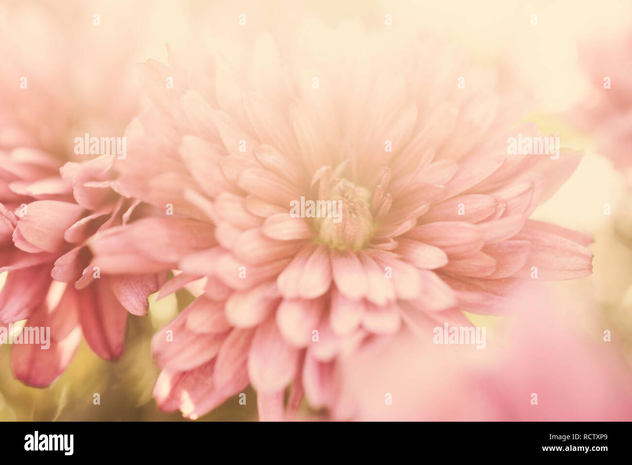 fairy tale flower Stock Photo - Alamy