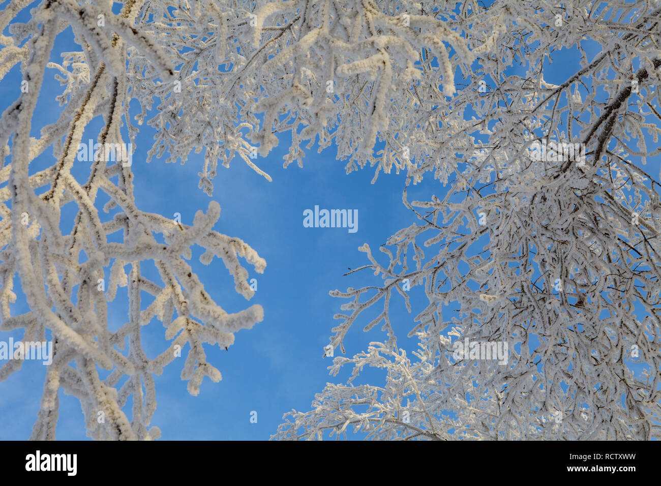 winter landscape, branches of trees in frost Stock Photo - Alamy