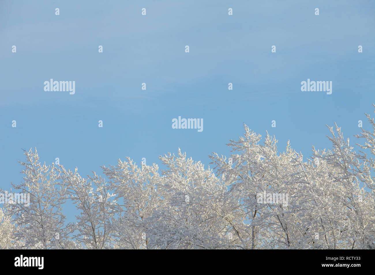 winter landscape, branches of trees in frost Stock Photo - Alamy