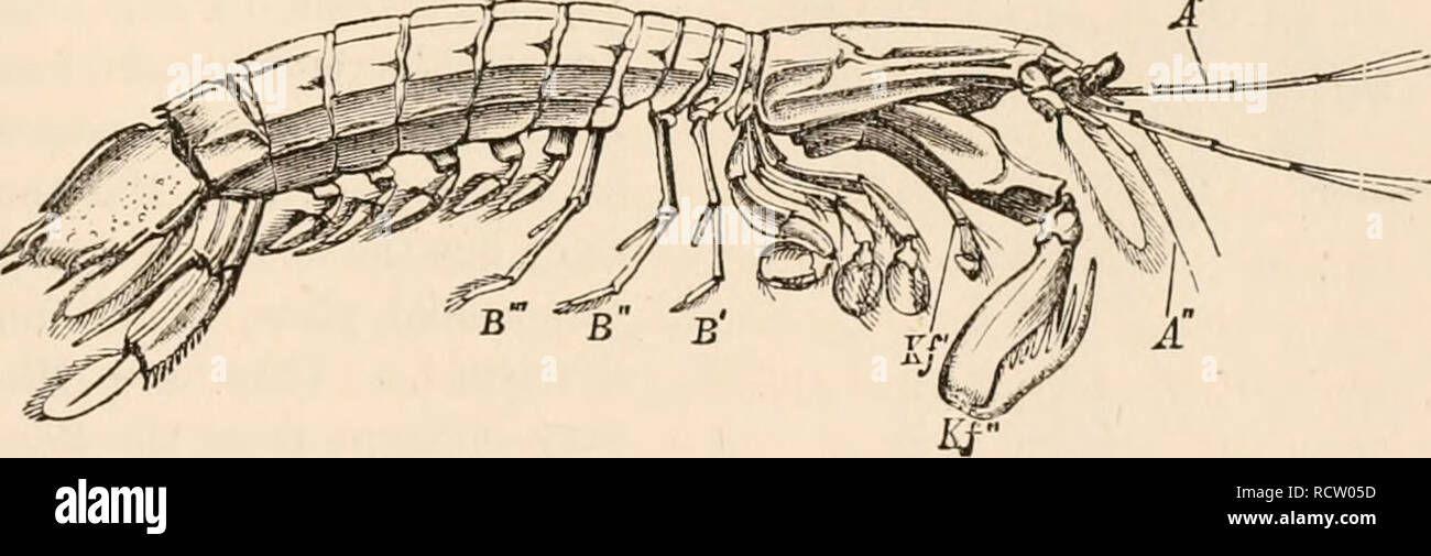 Stomatopoda larvae hi-res stock photography and images - Alamy