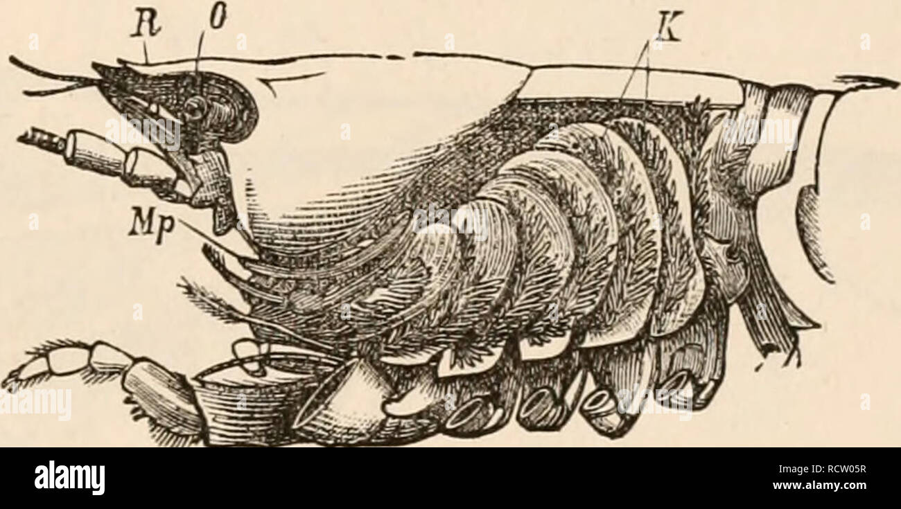 . Elementary text-book of zoology, tr. and ed. by Adam Sedgwick, with ...