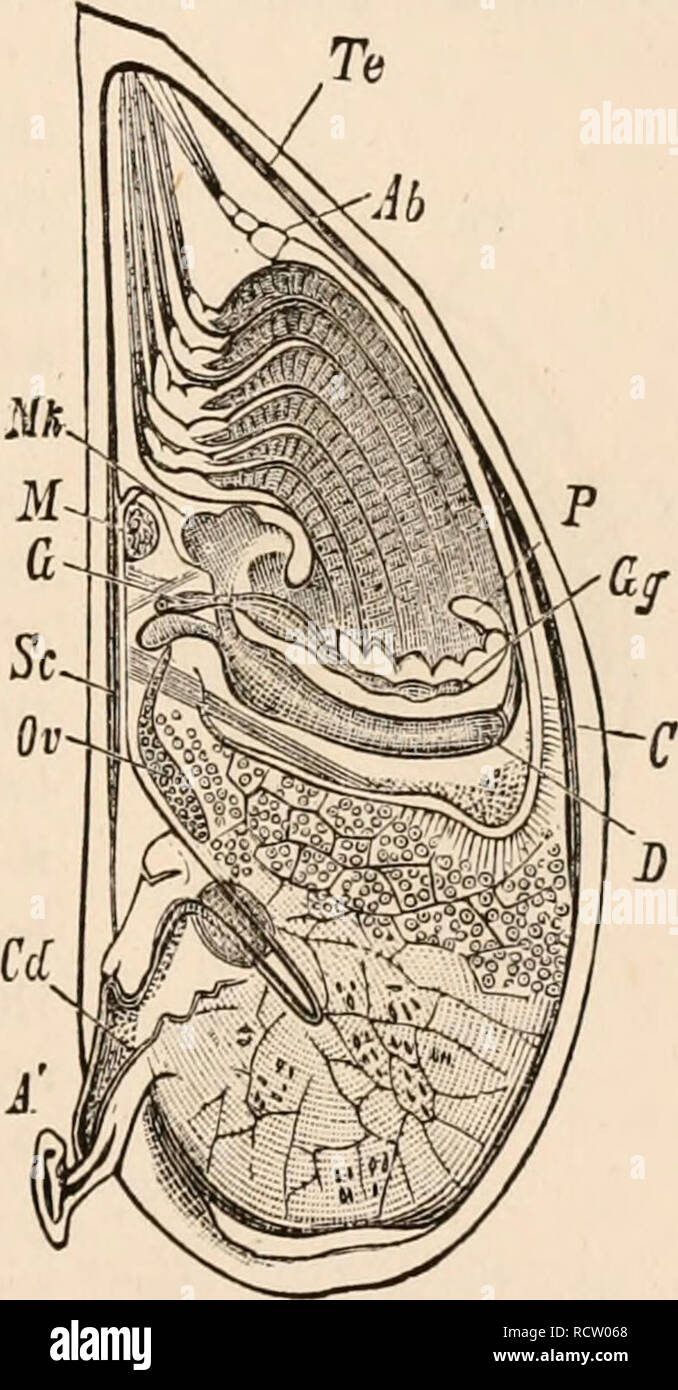 Female brood pouch hi-res stock photography and images - Alamy