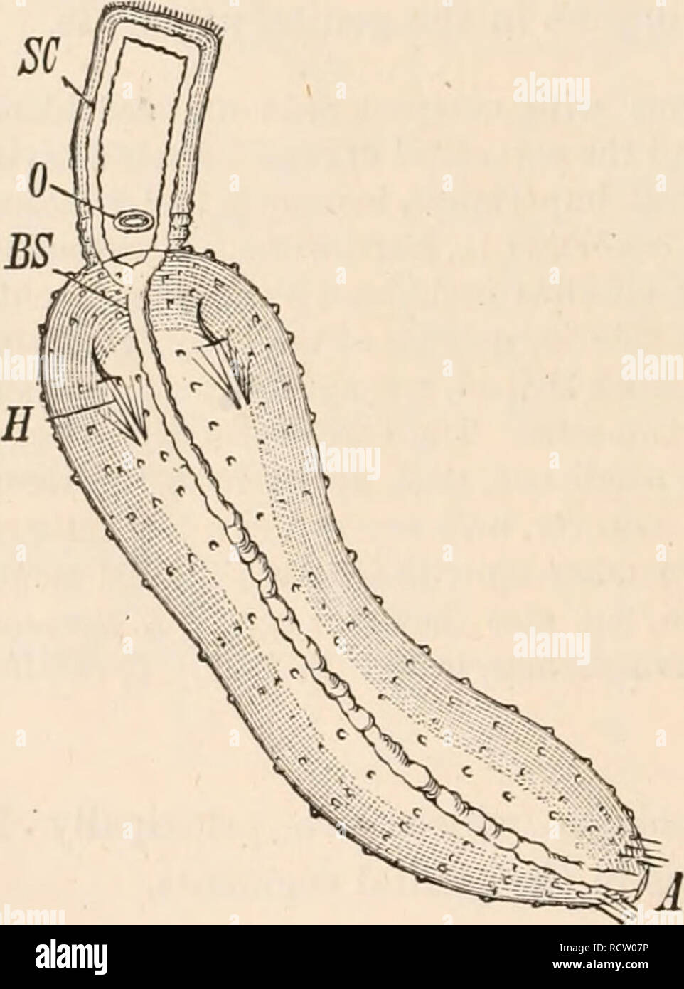 Nais vermicularis hi-res stock photography and images - Alamy