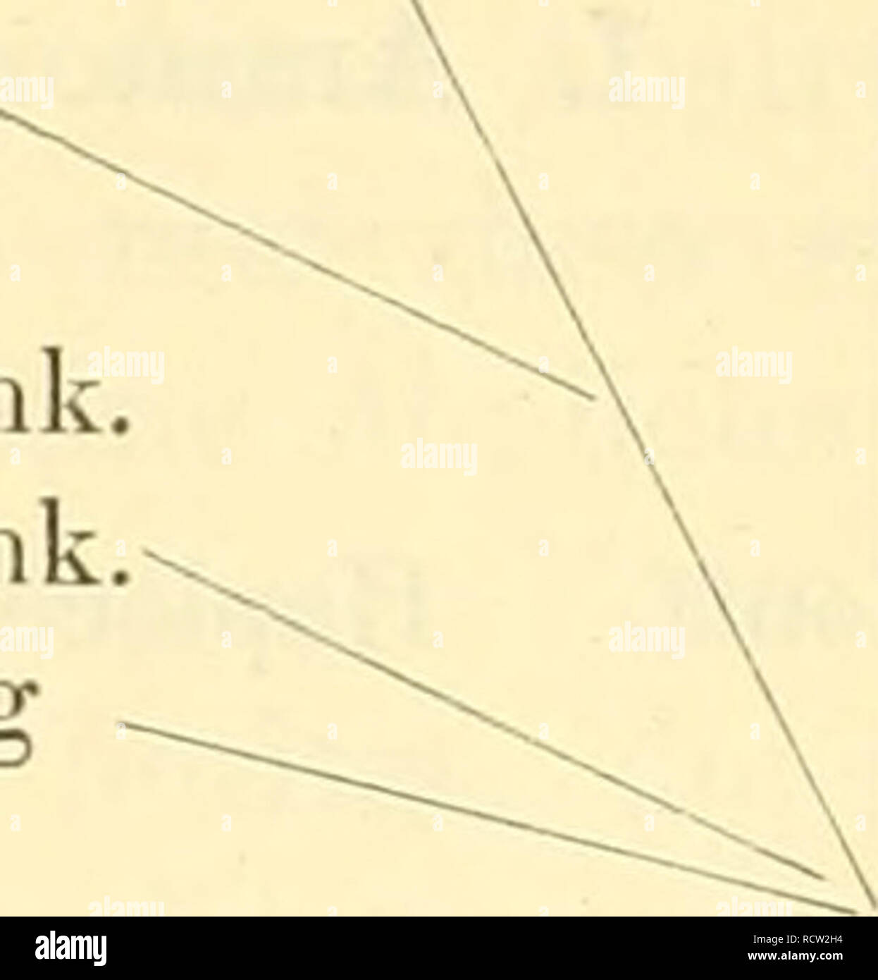 Lytoceras hi-res stock photography and images - Alamy