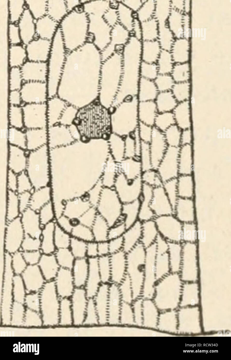 . Elements of biology; a practical text-book correlating botany ...