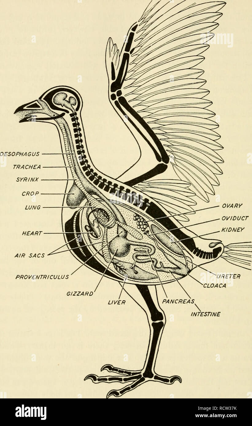 Air sacs bird hi-res stock photography and images - Alamy