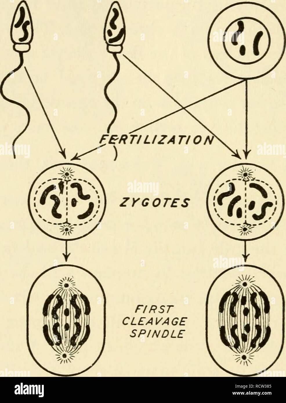 Animal Fertilization Cycle