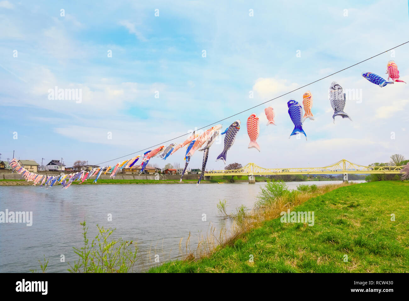 Koinobori carp-shaped windsocks over Kitakami river during fullbloom ...