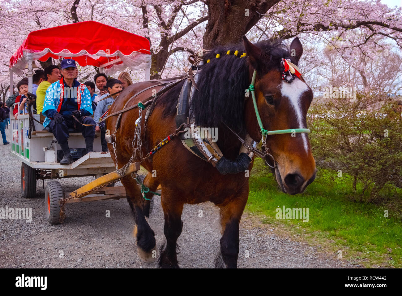 Iwate , Japan - April 22 2018: A Horse carriage carry a group of ...
