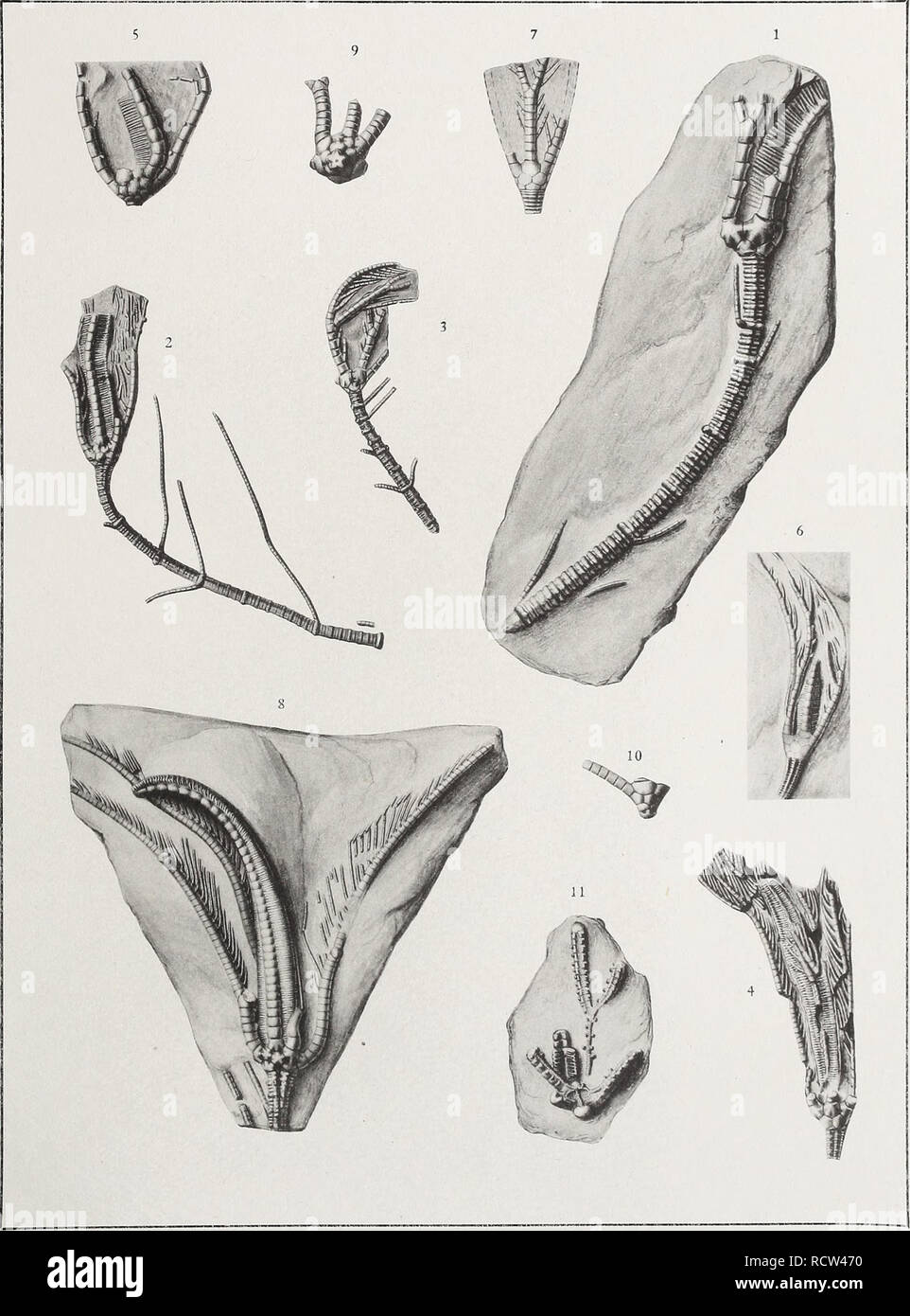 . The Devonian crinoids of the State of New York. Crinoidea, Fossil ...