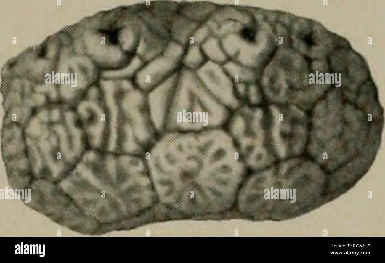 . The Devonian of Missouri. Geology; Geology, Stratigraphic ...