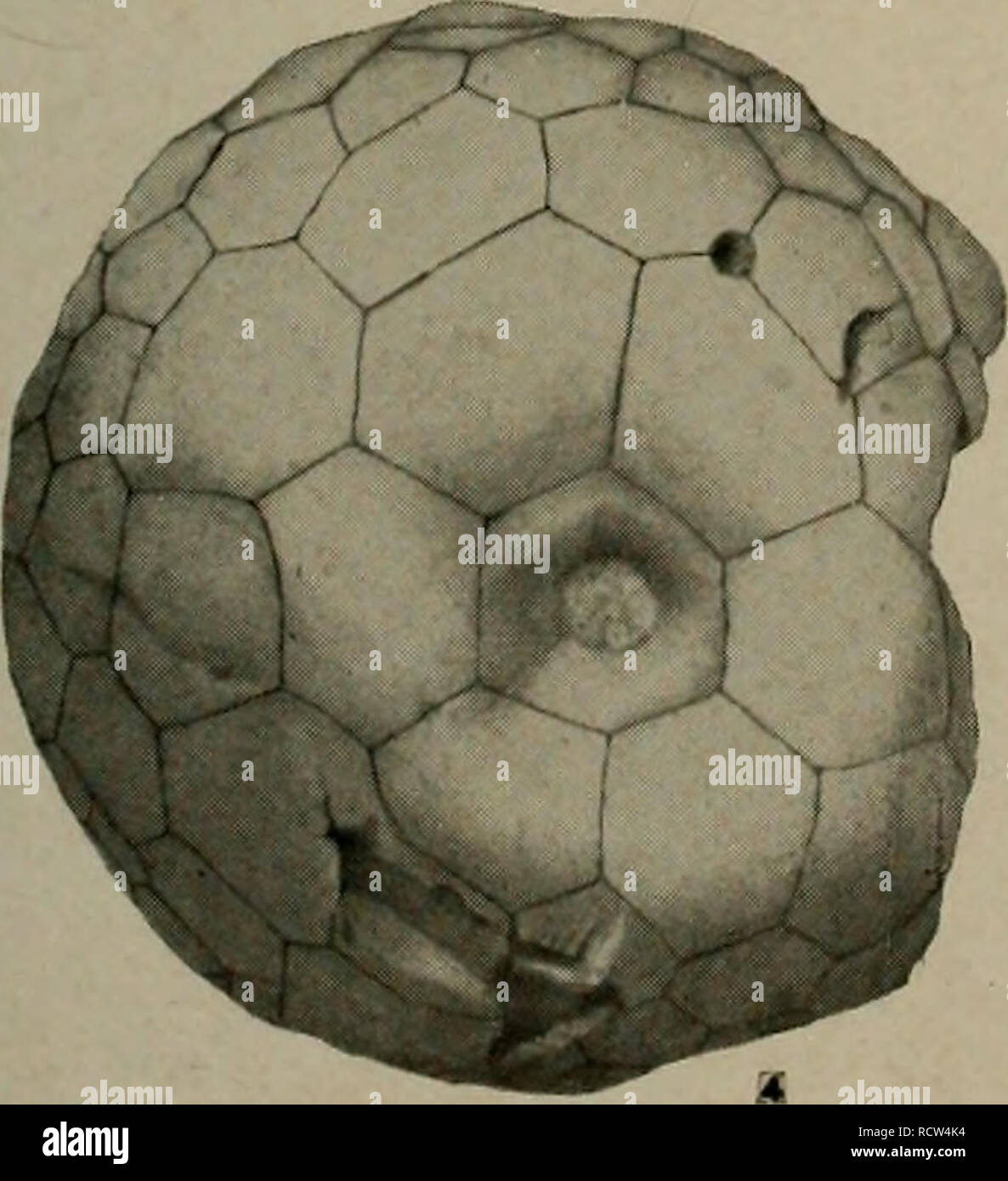 . The Devonian of Missouri. Geology; Geology, Stratigraphic ...