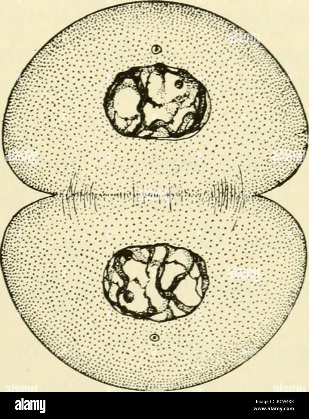 Telophase Mitosis High Resolution Stock Photography and Images - Alamy