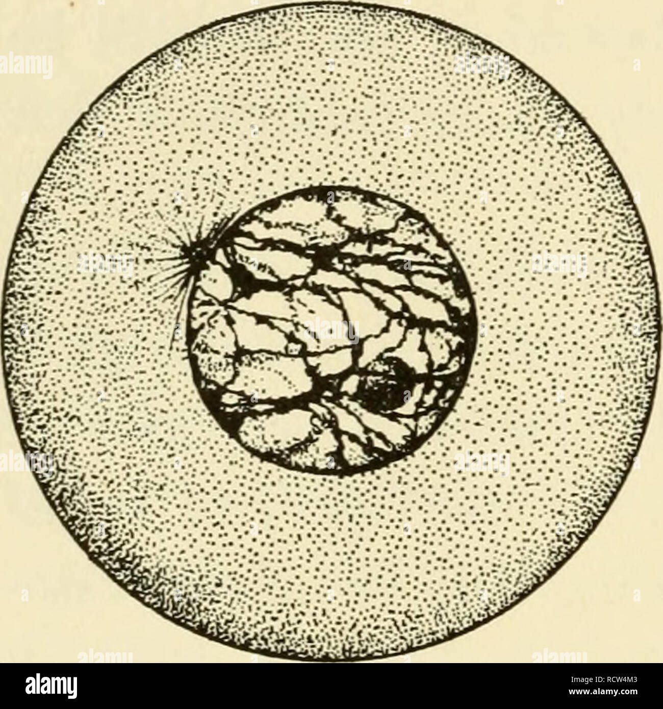 Processes of mitosis hi-res stock photography and images - Alamy
