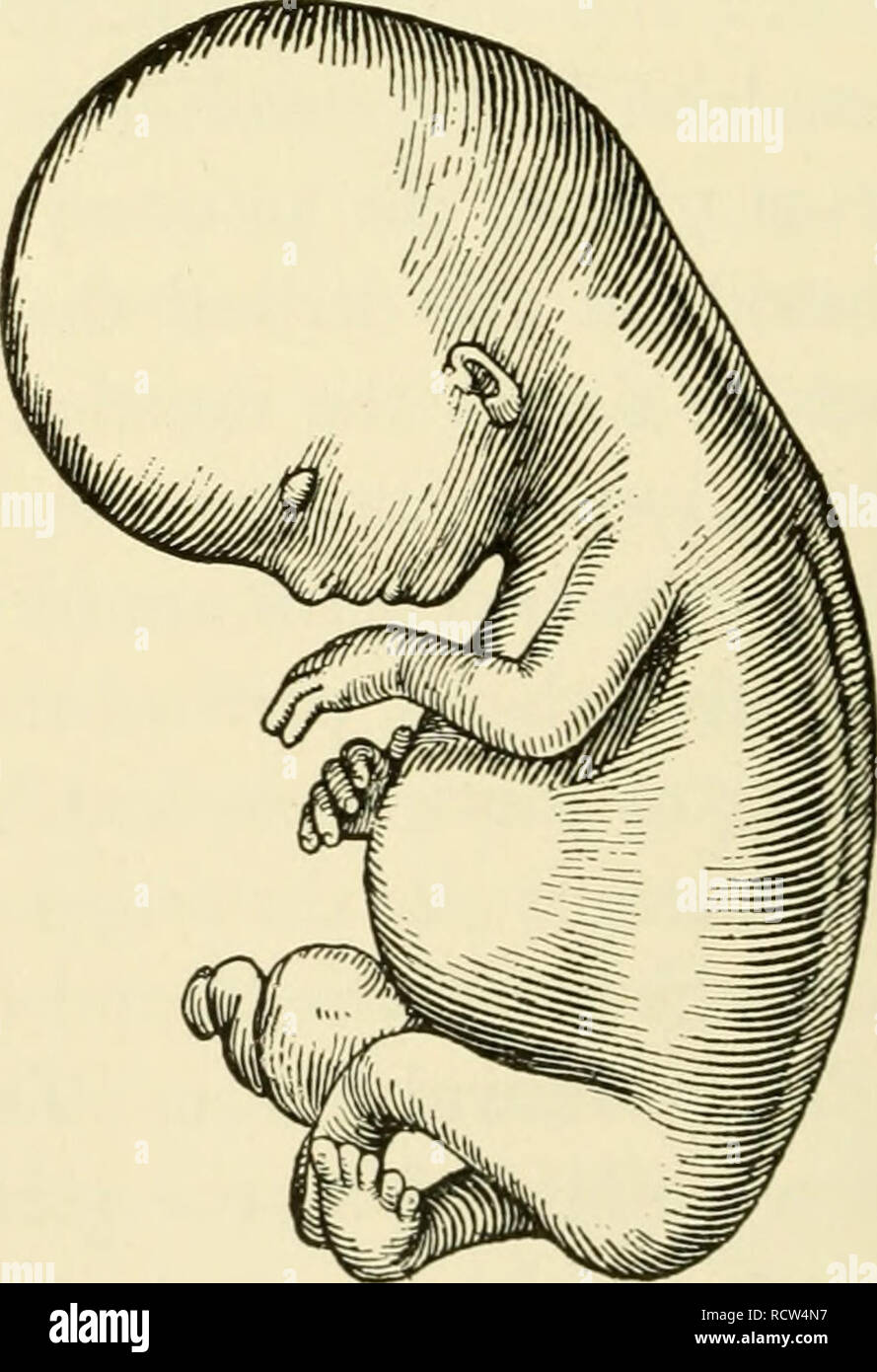 fetus drawing reference