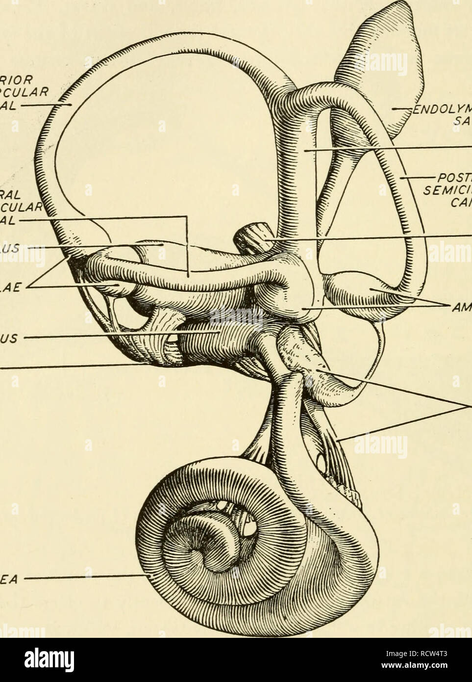 . Elements of biology, with special reference to their rôle in the ...