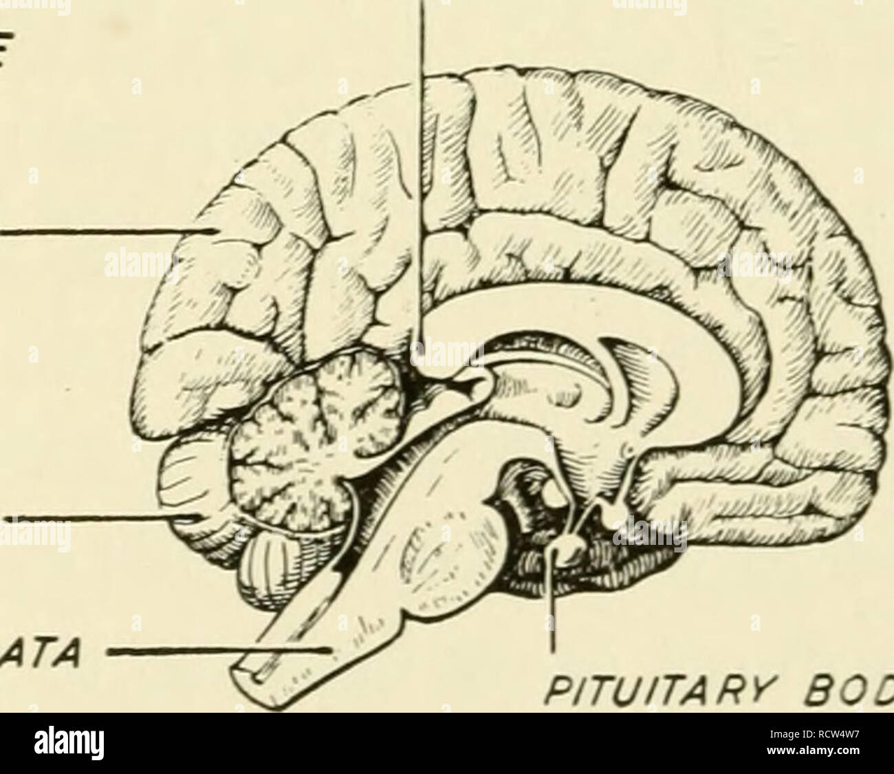 Chicken Brain Size Comparison