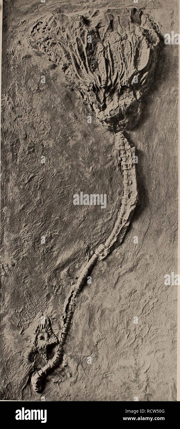 . The Devonian crinoids of the State of New York. Crinoidea, Fossil ...
