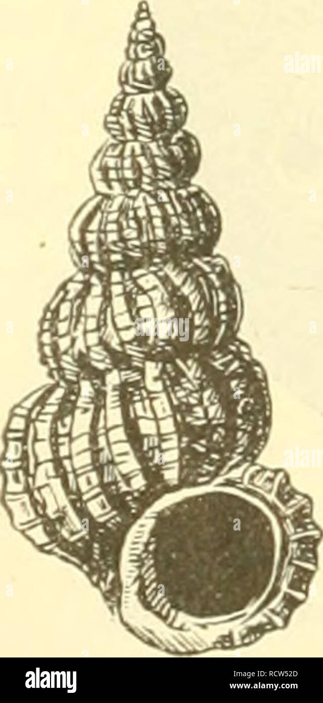 . Elemente der palaeontologie. (Palaeozoologie.). Paleontology. 260 ...