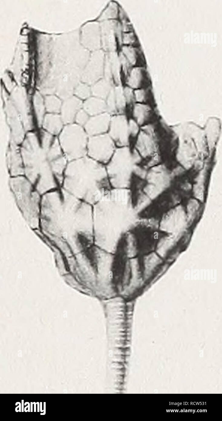 . The Devonian crinoids of the State of New York. Crinoidea, Fossil ...