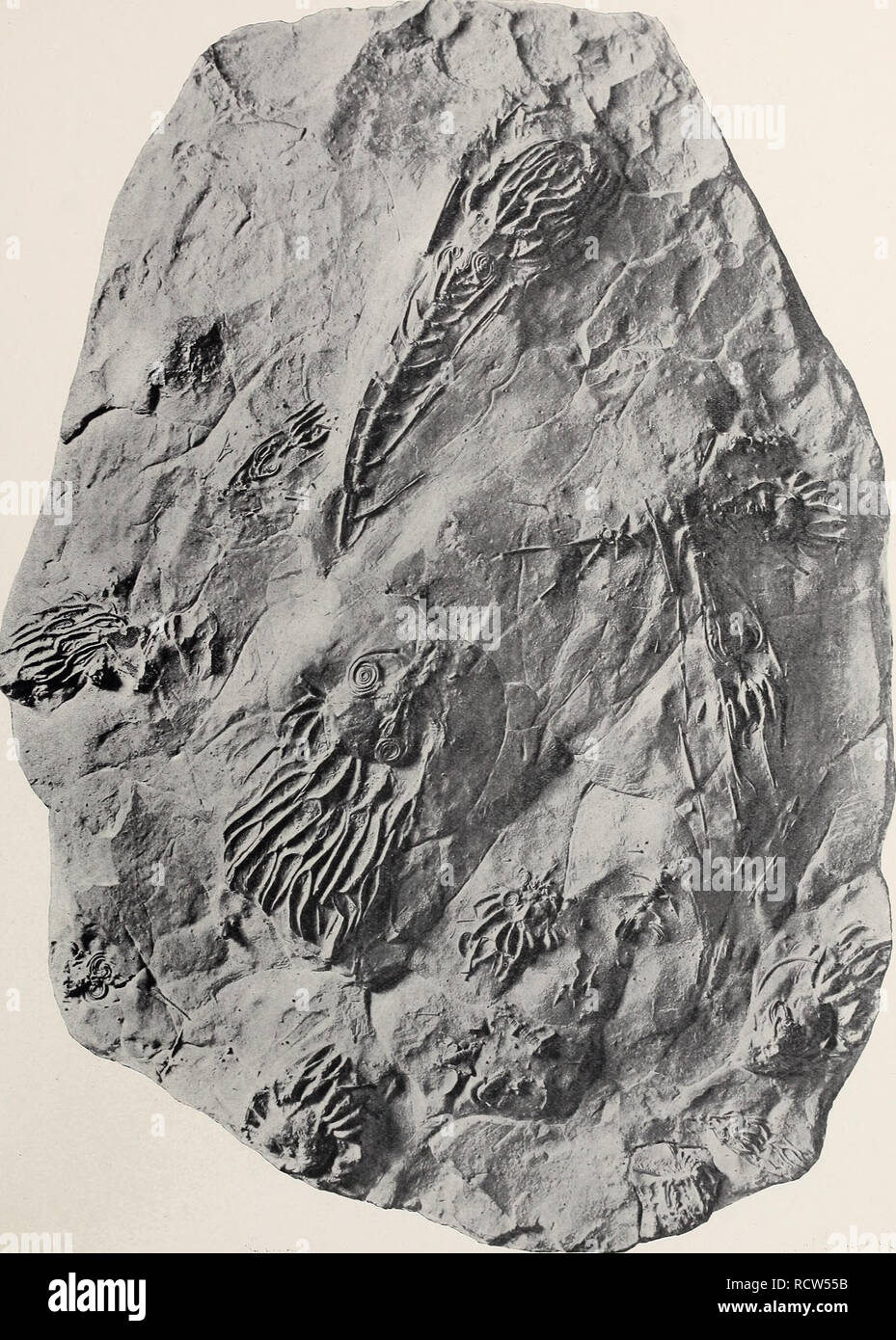 . The Devonian crinoids of the State of New York. Crinoidea, Fossil ...