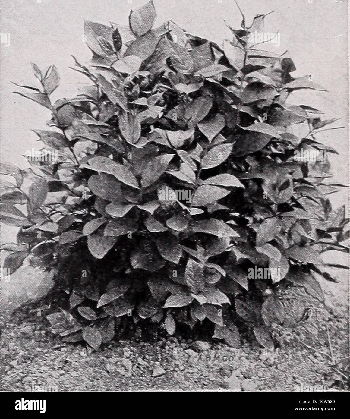 Clethra alnifolia paniculata hi-res stock photography and images - Alamy