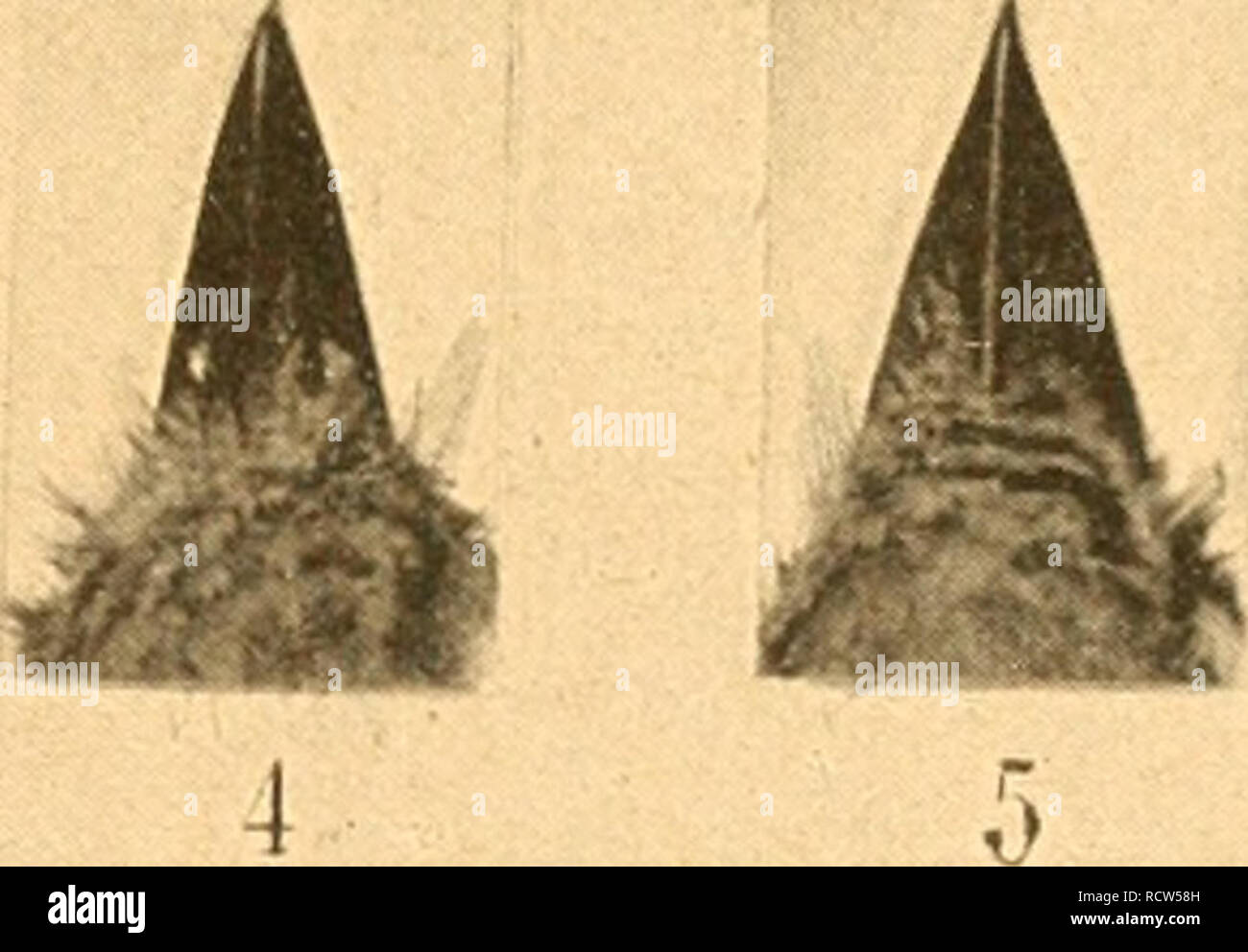 Penard frederik paul hi-res stock photography and images - Alamy