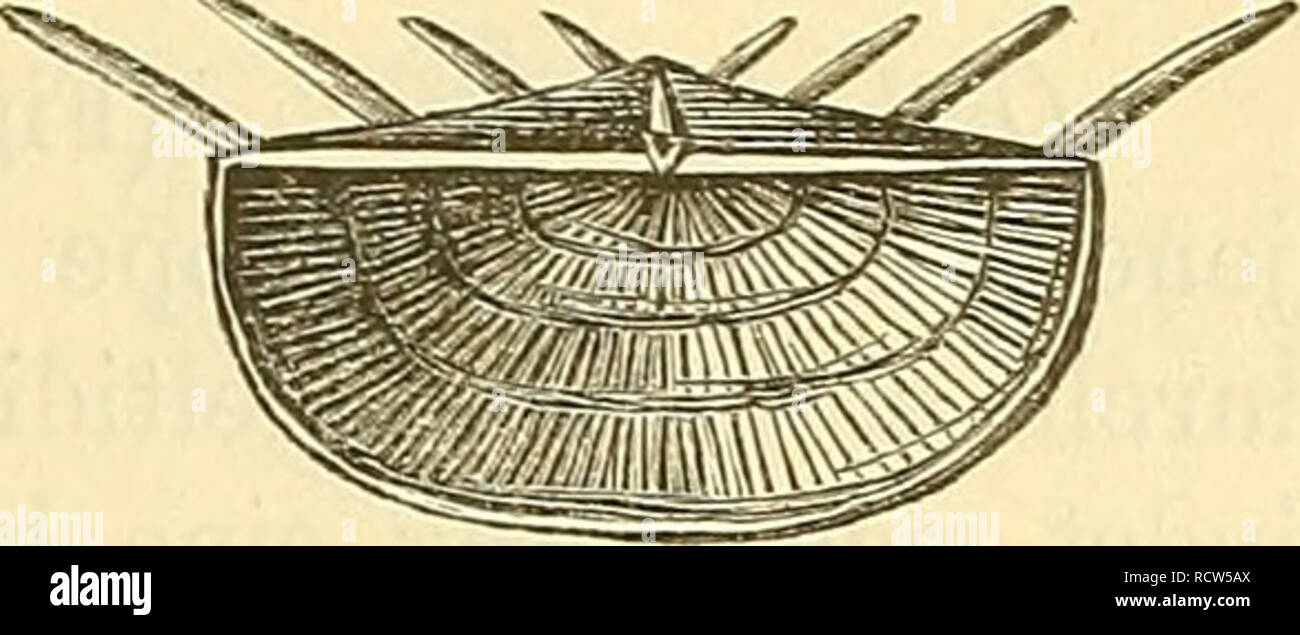 . Elemente der palaeontologie. (Palaeozoologie.). Paleontology. Apygia ...